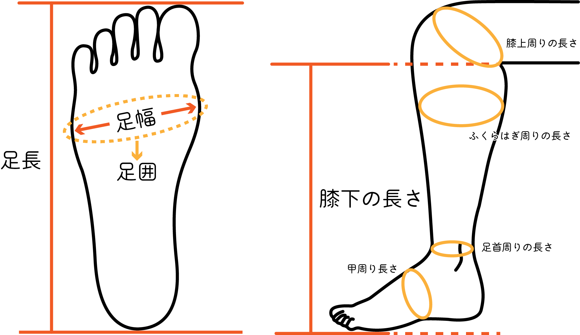 足長と足囲をきちんと測定するのがポイント！靴のサイズの正しい測り方を分かりやすく解説 マーレマーレオンラインストア 8153